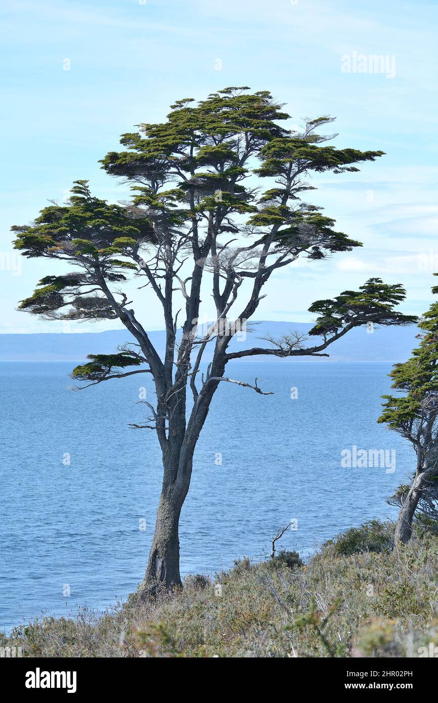 Guindo or coigue nothofagus betuloides hi-res stock photography and ...