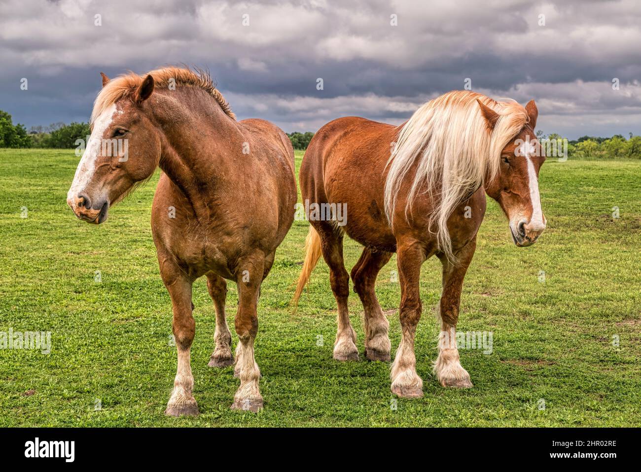Draft horses in a Texas pasture Stock Photo - Alamy Draft horses in a Texas pasture Stock Photo - Alamy