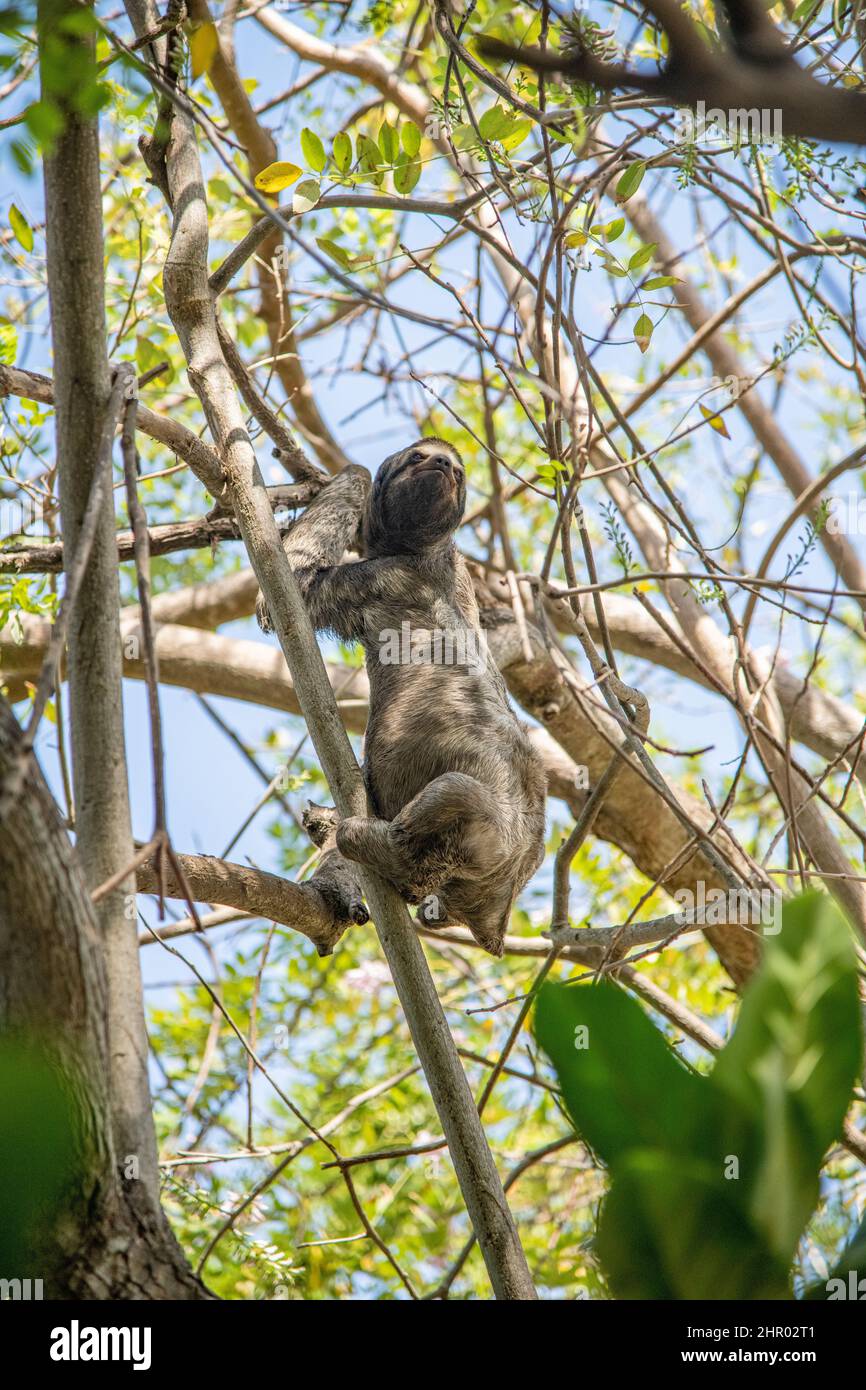 A sloth hanging from a tree in Centenario Park in Cartagena, Colombia ...