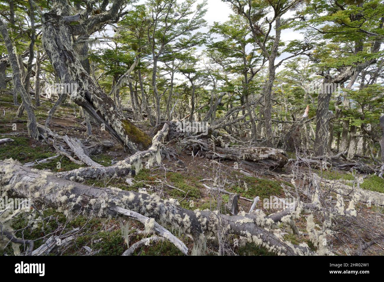 Southern Beech Forest (Nothofagus antarctica), Cerro Dorotea, near ...