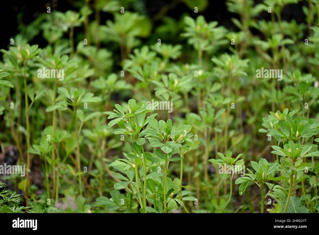 closeup the bunch ripe green Greek plant growing with leaves in the ...