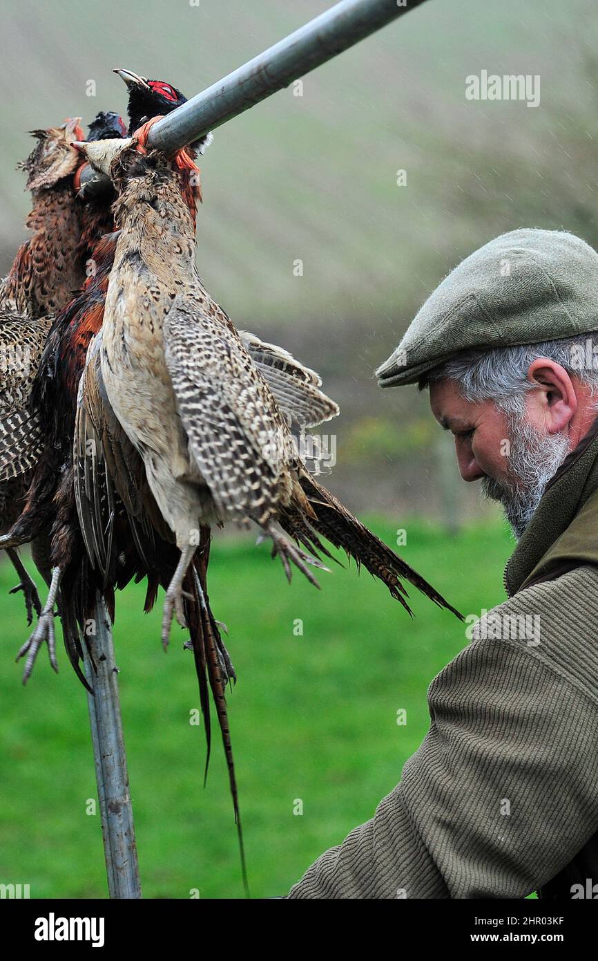 Pheasants in game cart hi-res stock photography and images - Alamy