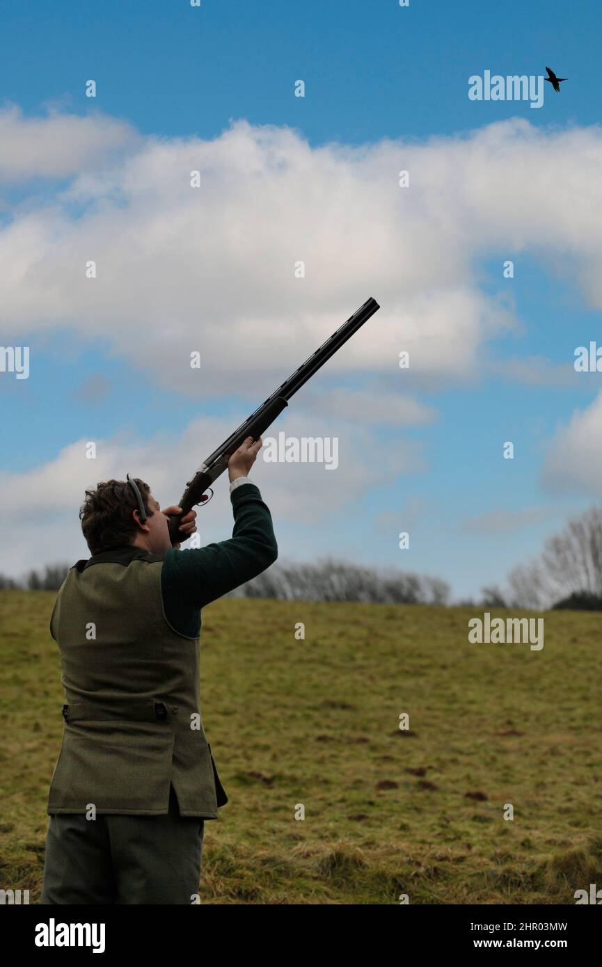 Caucasian pheasant hi-res stock photography and images - Alamy