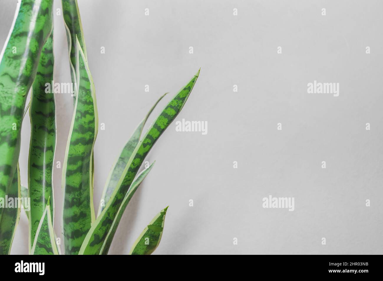 Green Potted House Plant Pike Tail Leaf Natural Flower on Light Grey ...