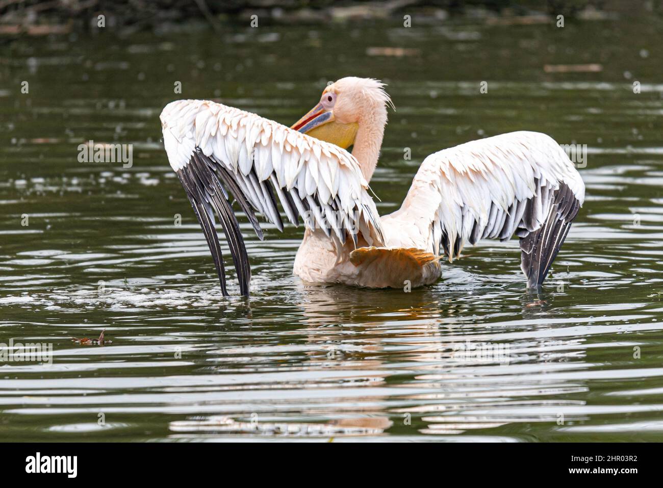 Flapping water hi-res stock photography and images - Alamy