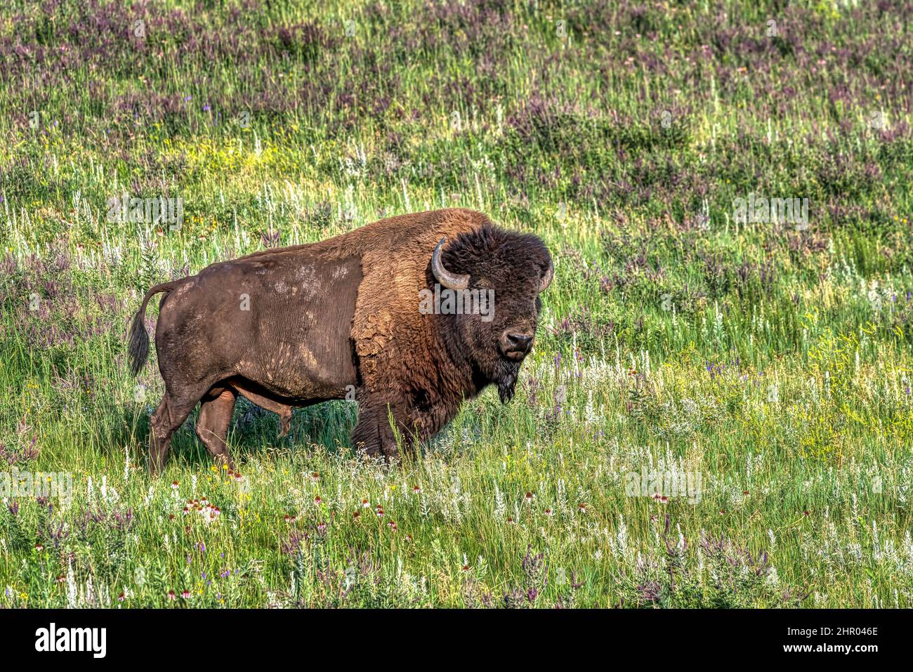 Bison in Custer State Park in the Black Hills of South Dakota Stock ...