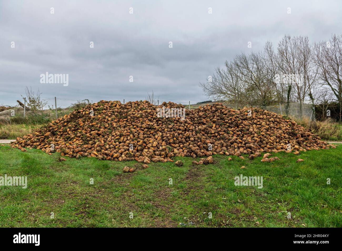 Beet tree hi-res stock photography and images - Alamy