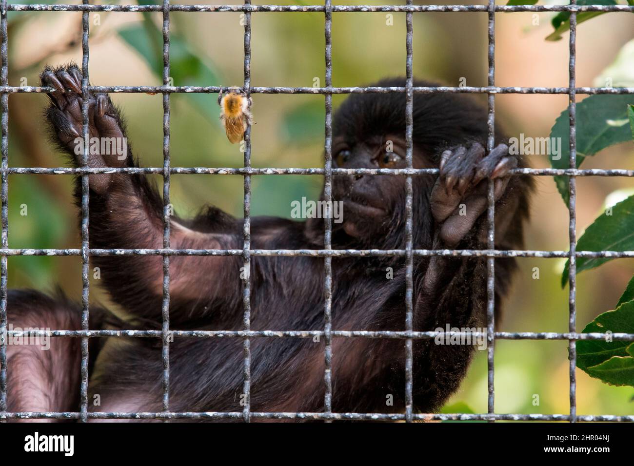Goeldi's Monkey (Callimico goeldii) observing a brown bumblebee (Bombus ...