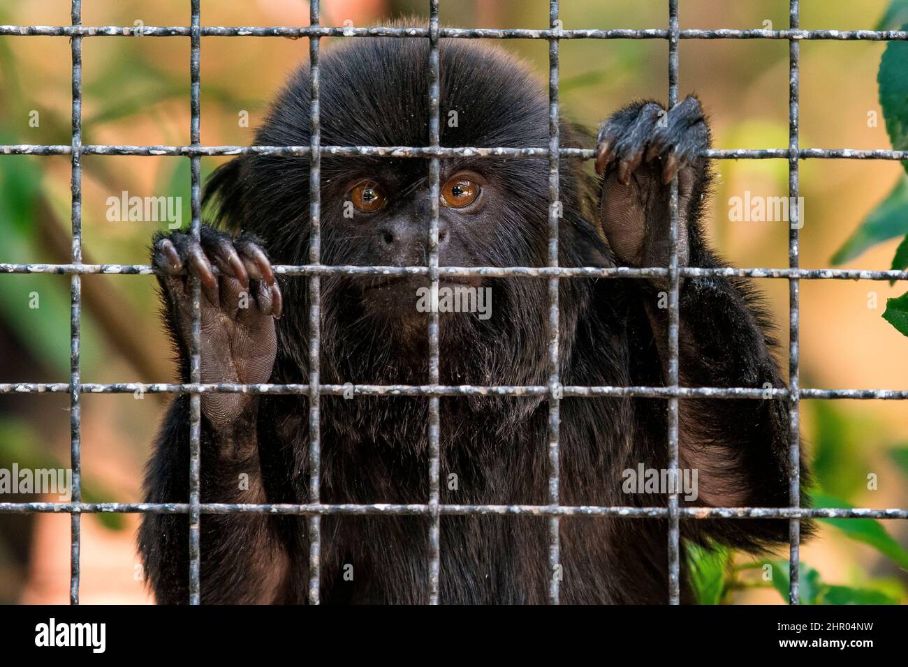 Portrait of a Goeldi's Monkey (Callimico goeldii) in a cage in the ...