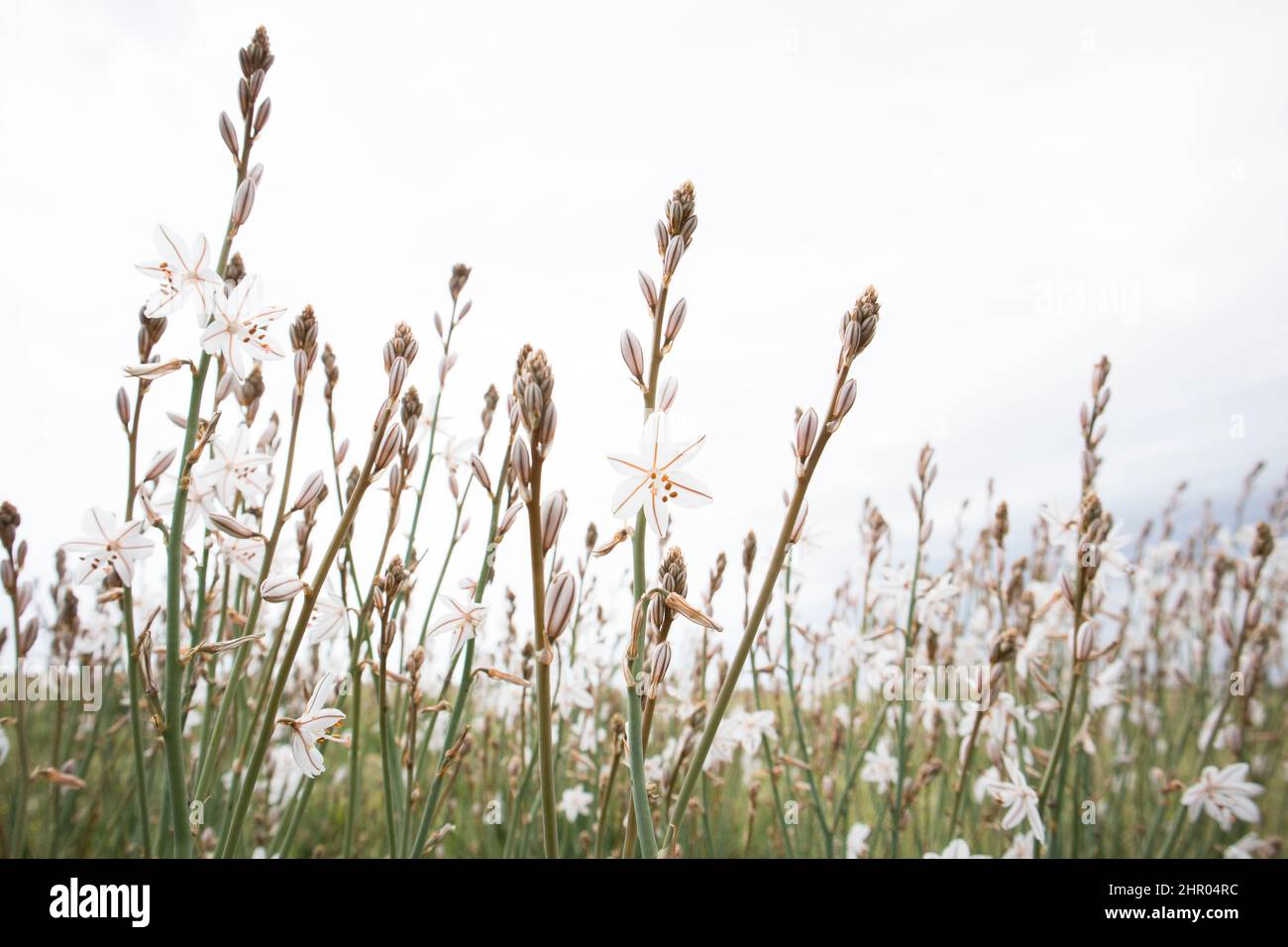 Asphodel (Asphodelus sp) flowers, Crau, Bouches-du-Rhone, France Stock ...