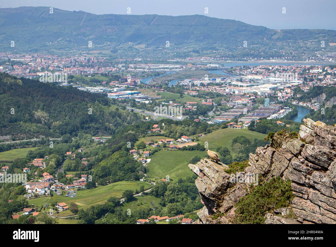 Griffon vulture (Gyps fulvus) on a cliff above the urbanised and ...