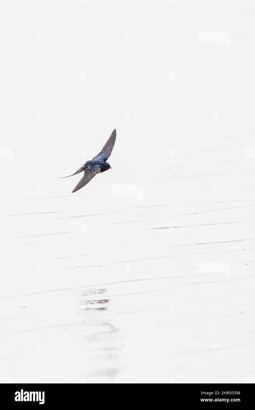 Barn swallow (Hirundo rustica) in flight, Camargue, France Stock Photo ...