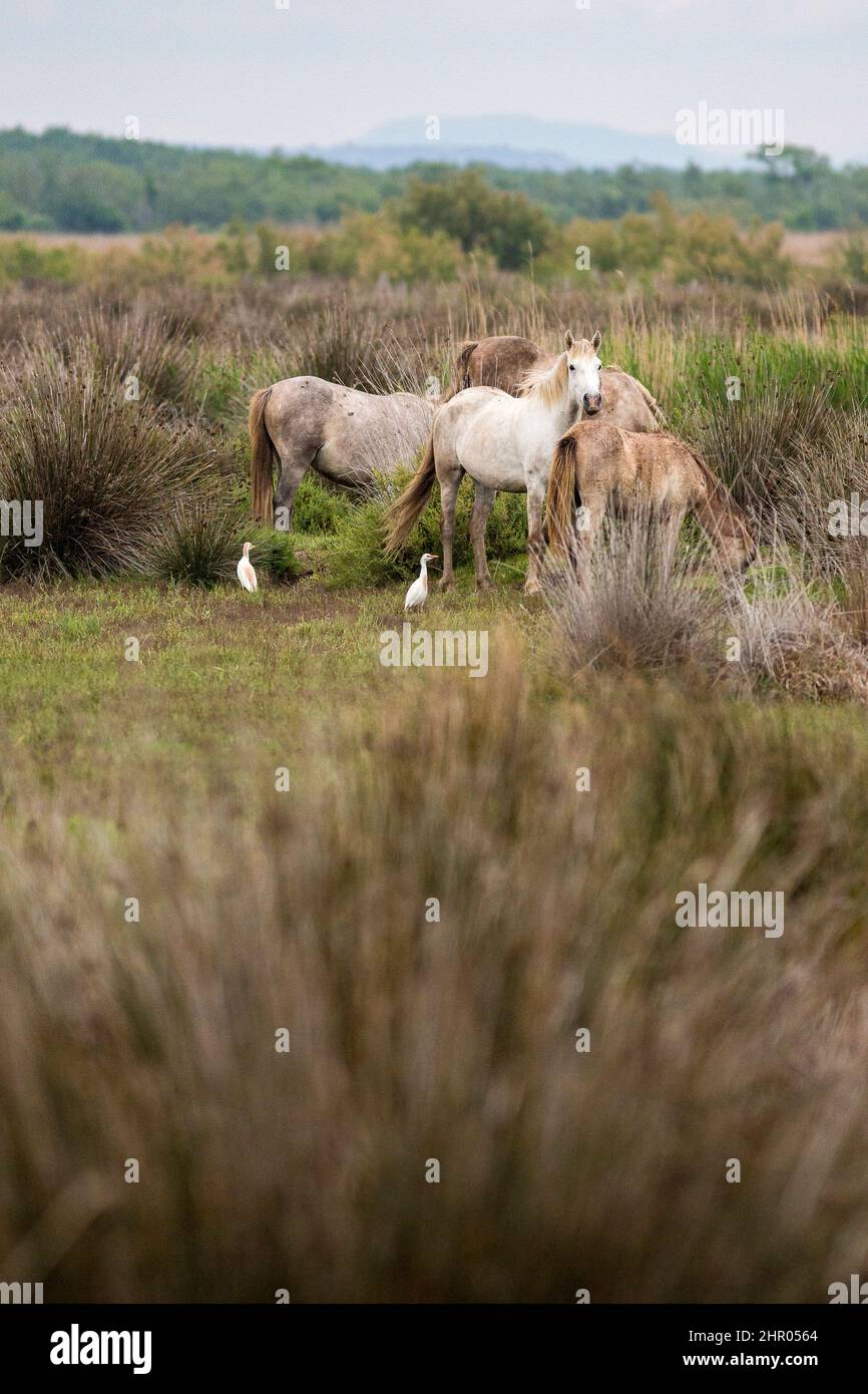 Cattle hegret (Bubulcus ibis) and Camargue horses, Camargue, France ...