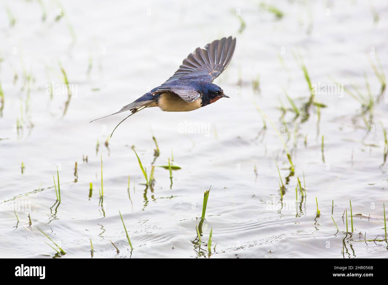 Barn swallow (Hirundo rustica) in flight, Camargue, France Stock Photo ...