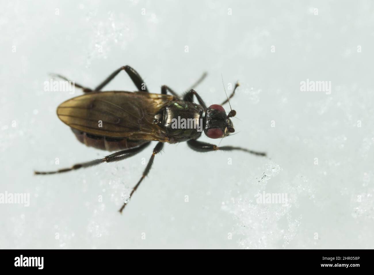 Lesser dung fly (Sphaeroceridae) walking on snow Stock Photo - Alamy