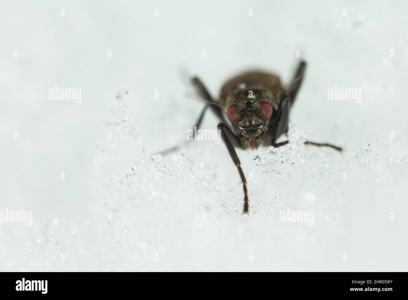Lesser dung fly (Sphaeroceridae) walking on snow Stock Photo - Alamy