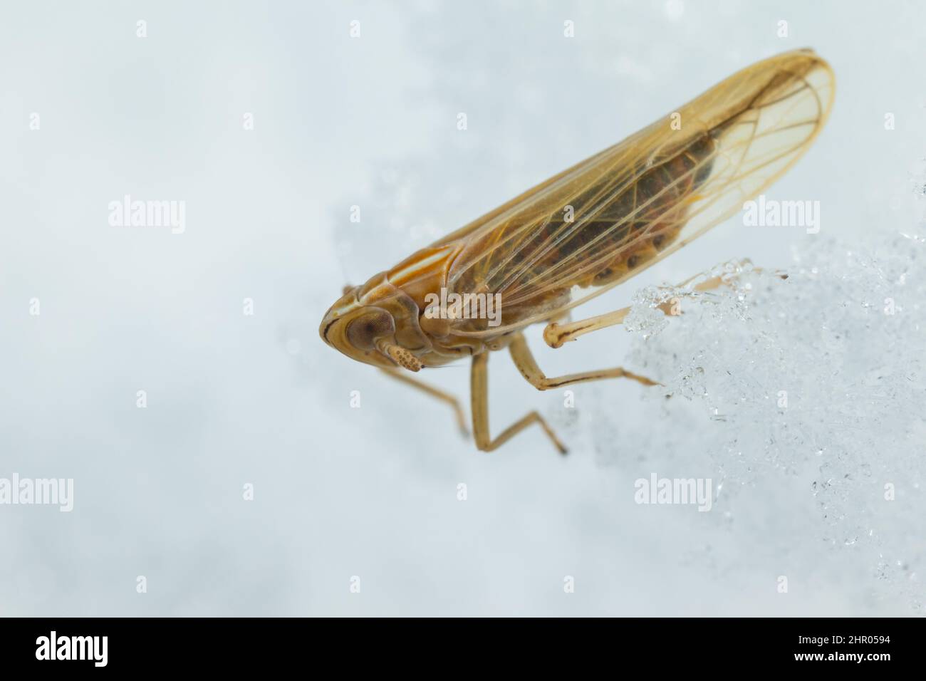 Delphacid planthopper (Stenocranus sp) walking on snow Stock Photo - Alamy
