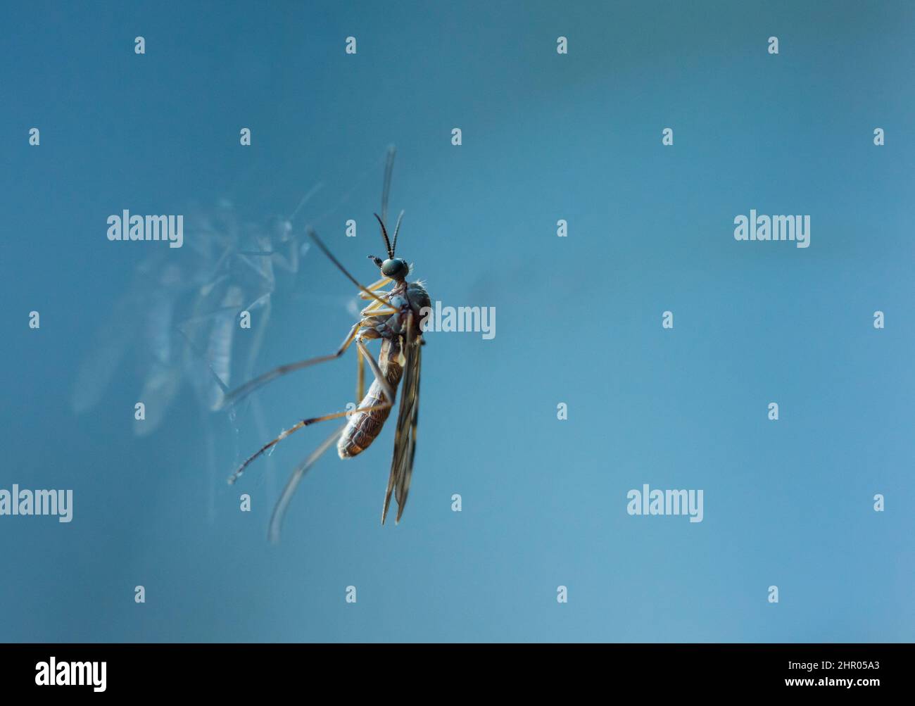 Wood gnat on a glass window (Sylvicola sp Stock Photo - Alamy