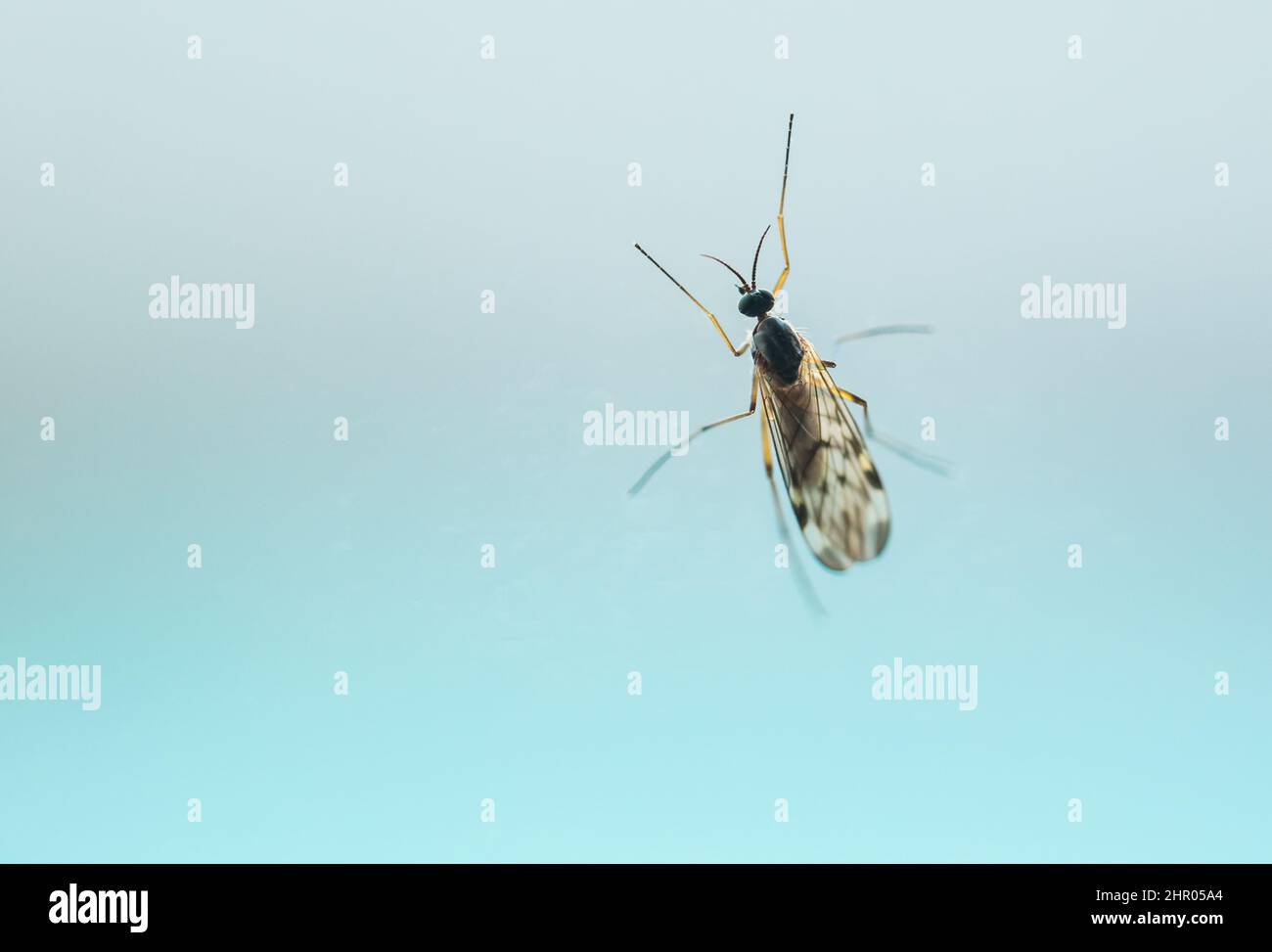 Wood gnat on a glass window (Sylvicola sp Stock Photo - Alamy