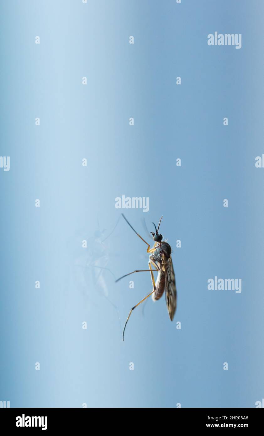 Wood gnat on a glass window (Sylvicola sp Stock Photo - Alamy