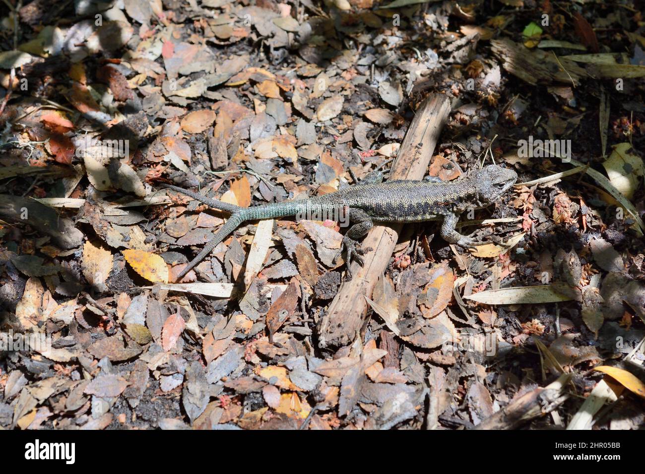 Painted lizard (Liolaemus pictus), endemic to Chile and Argentina ...