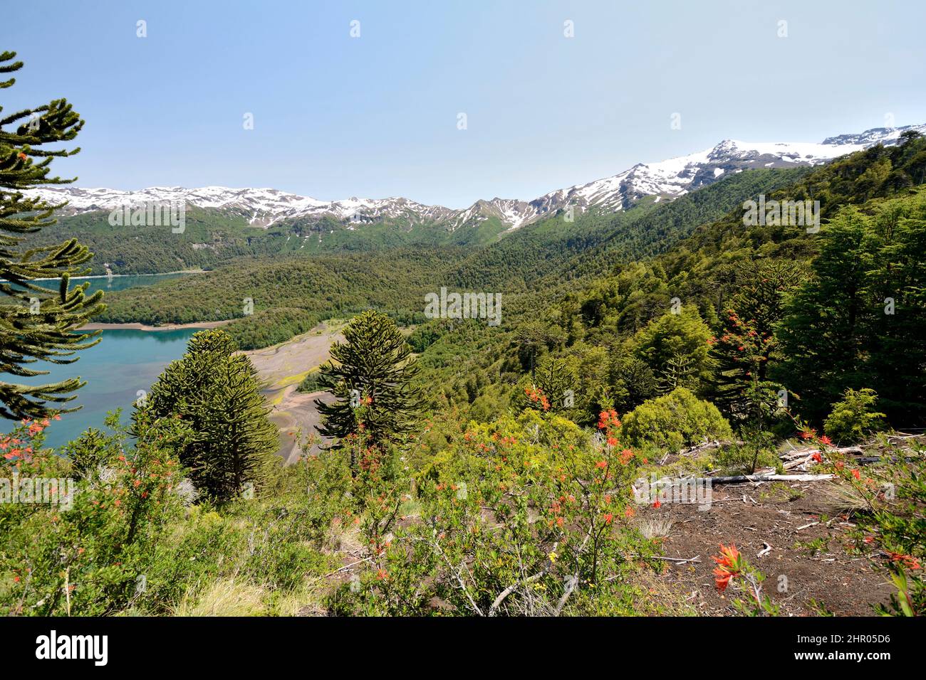Conguillio Lake against the backdrop of the Sierra Nevada, Conguillio ...