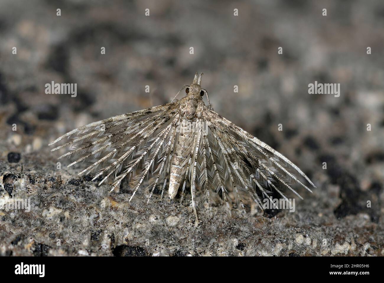 Twenty-plume moth (Alucita hexadactyla) on a wall, France Stock Photo ...