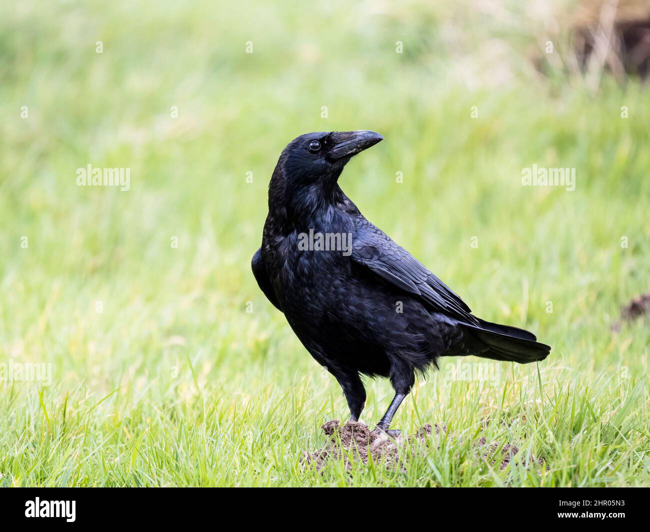 Foraging crow hi-res stock photography and images - Alamy