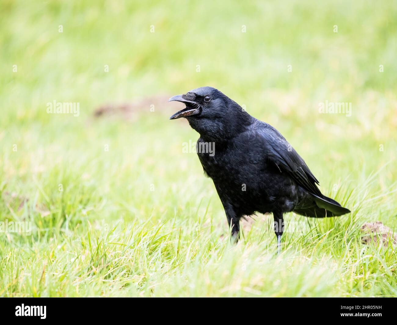 Foraging crow hi-res stock photography and images - Alamy