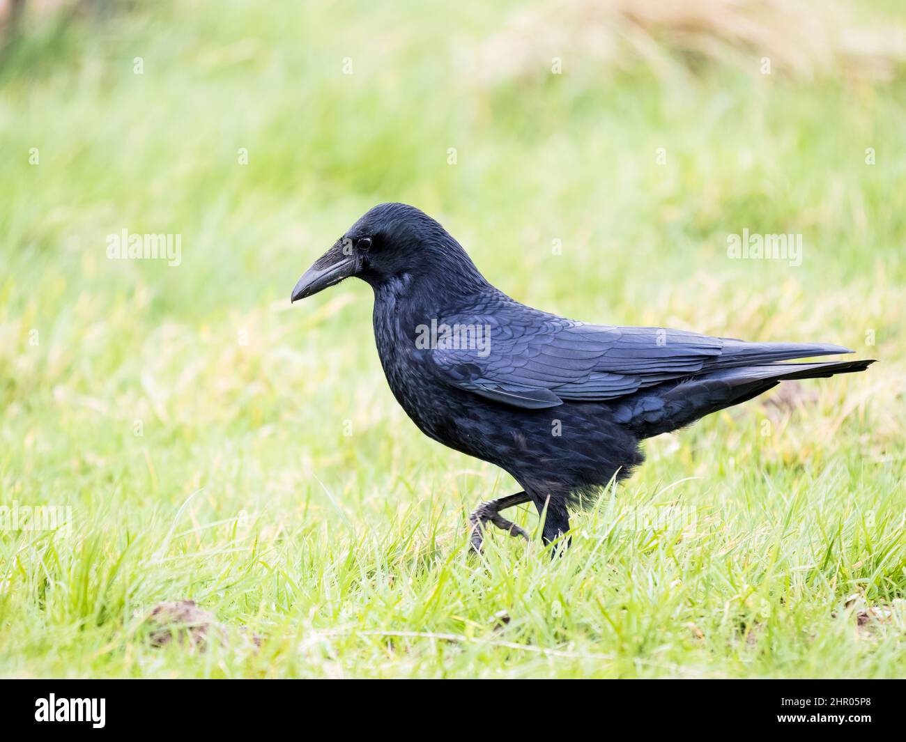 Foraging crow hi-res stock photography and images - Alamy