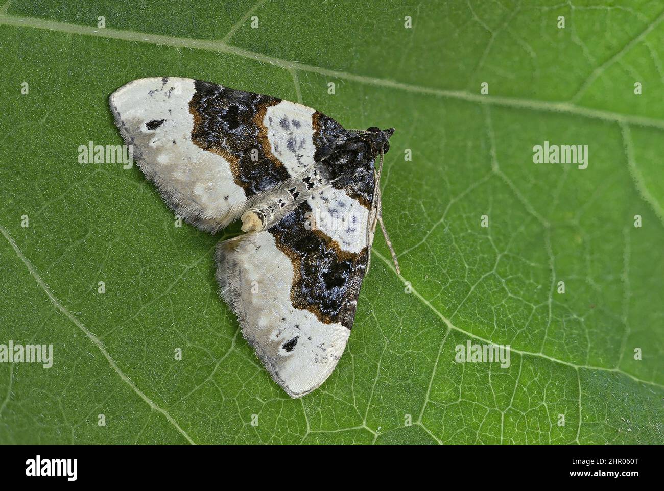 Purple bar (Cosmorhoe ocellata) on a leaf, Cotes-d'Armor, Brittany ...