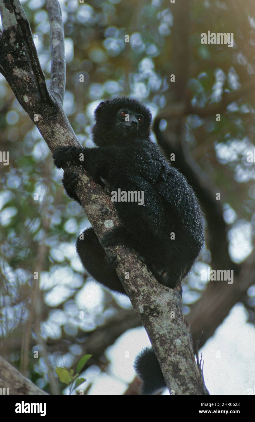 Perrier's Sifaka (Propithecus perrieri) Adult resting in the tropical ...