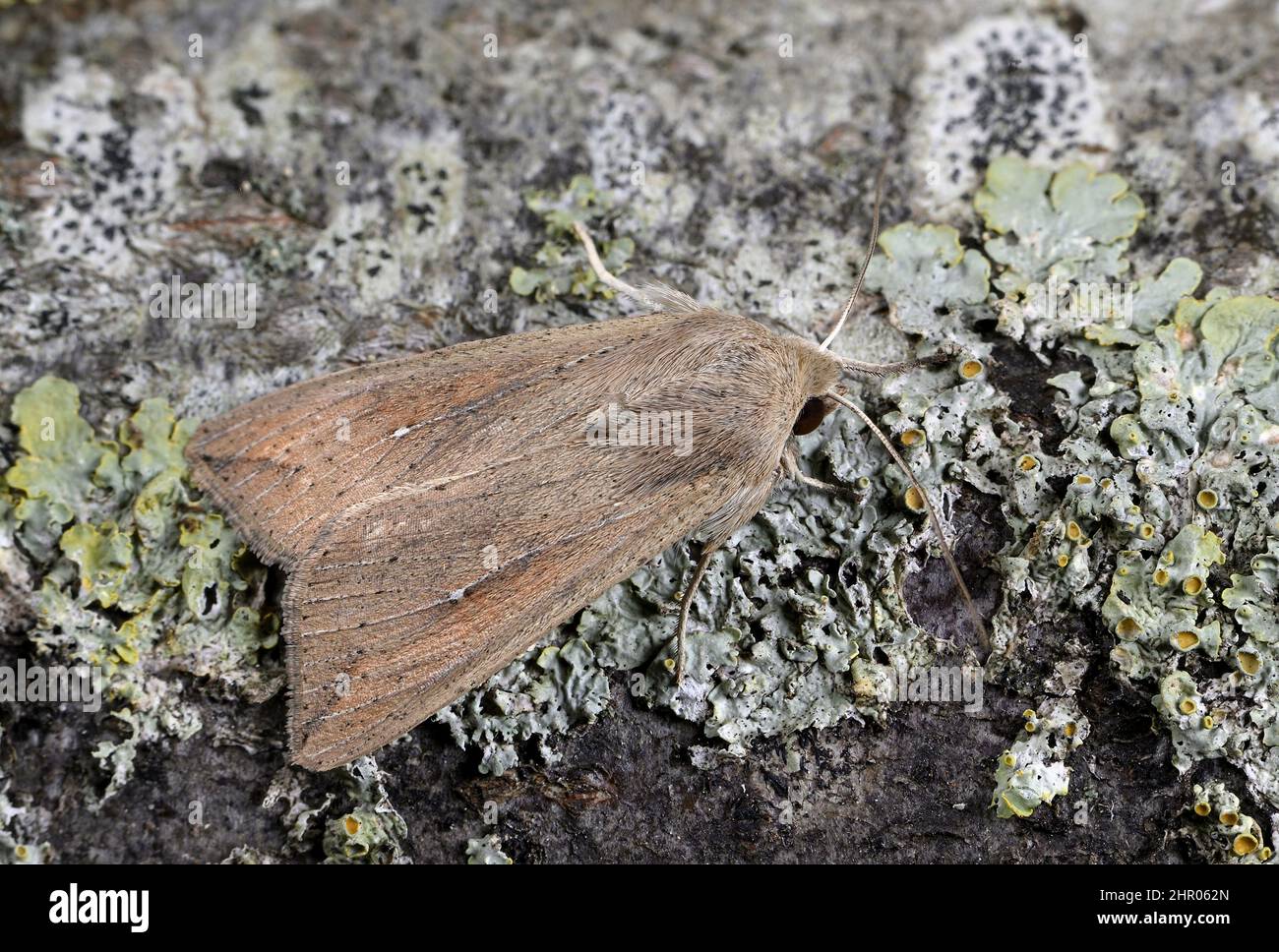 True armyworm moth (Mythimna unipuncta) on lichen, Autumn migratory ...