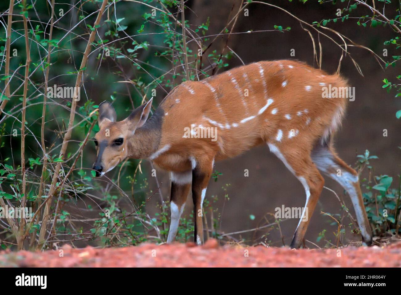 Sitatunga tragelaphus spekei hi-res stock photography and images - Alamy