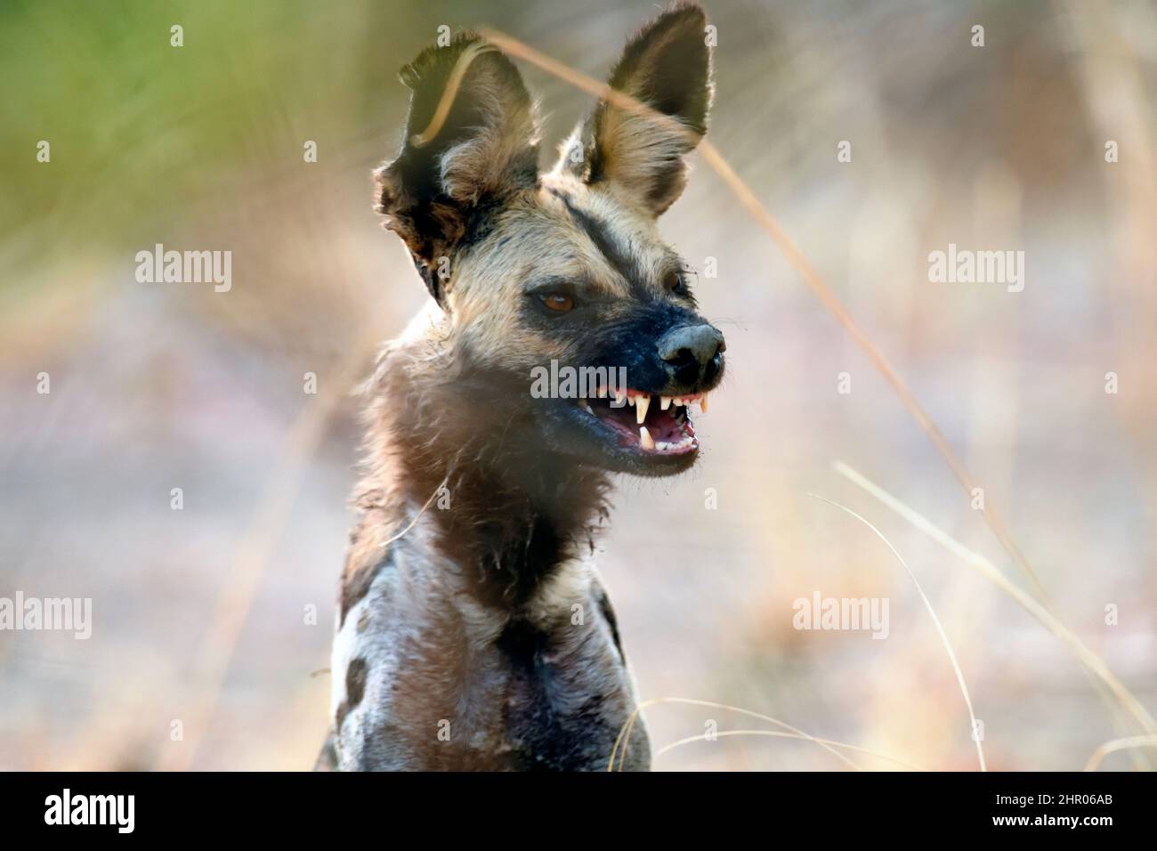 Cruels hi-res stock photography and images - Alamy