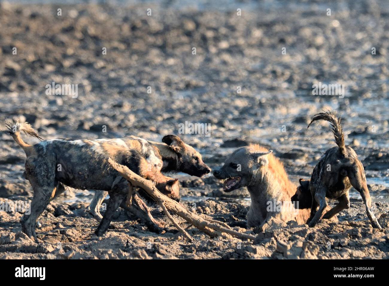 Wild Dog (Lycaon pictus) attacking a Spotted Hyena (Crocuta crocuta ...