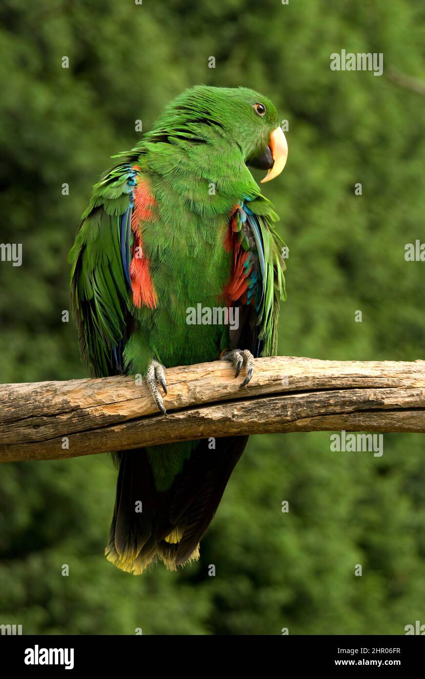 A perching Eclectus Parrot that is native to the Solomon Islands Stock ...