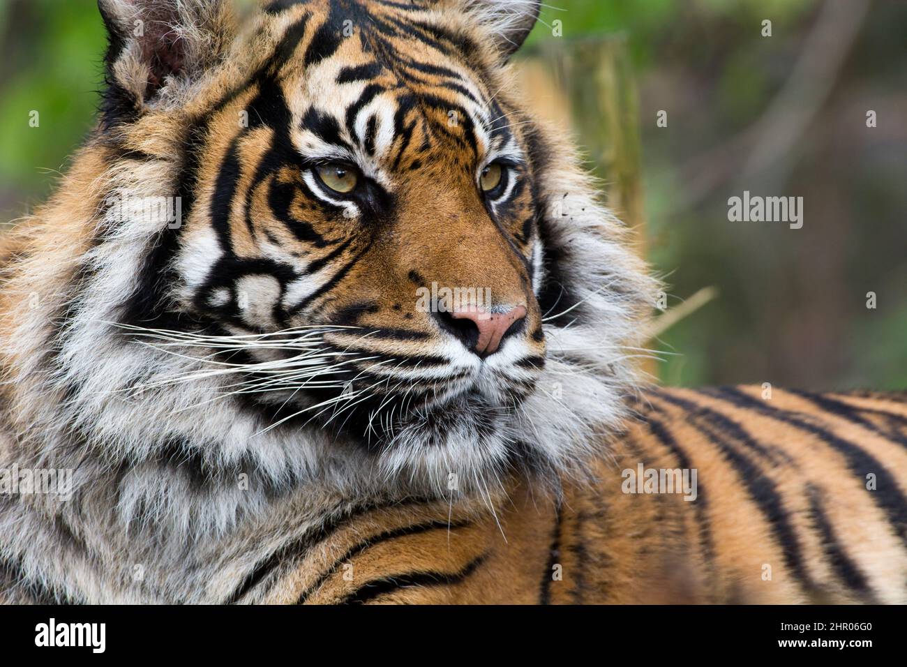 Sunda tiger hi-res stock photography and images - Alamy