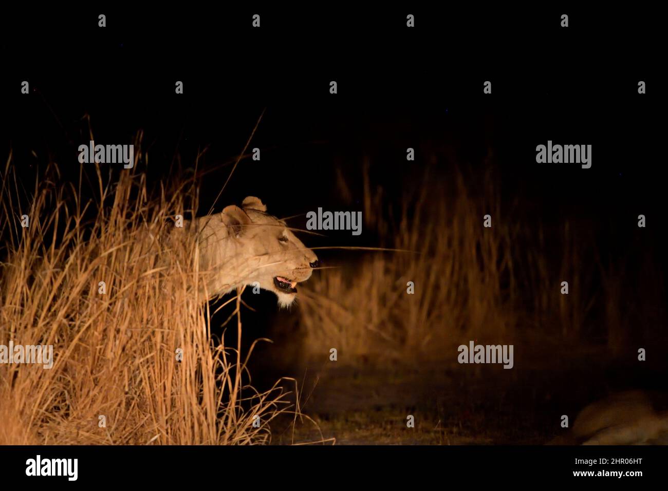 Lioness ( Panthera leo ) hunting at night, South Luangwa National Park ...