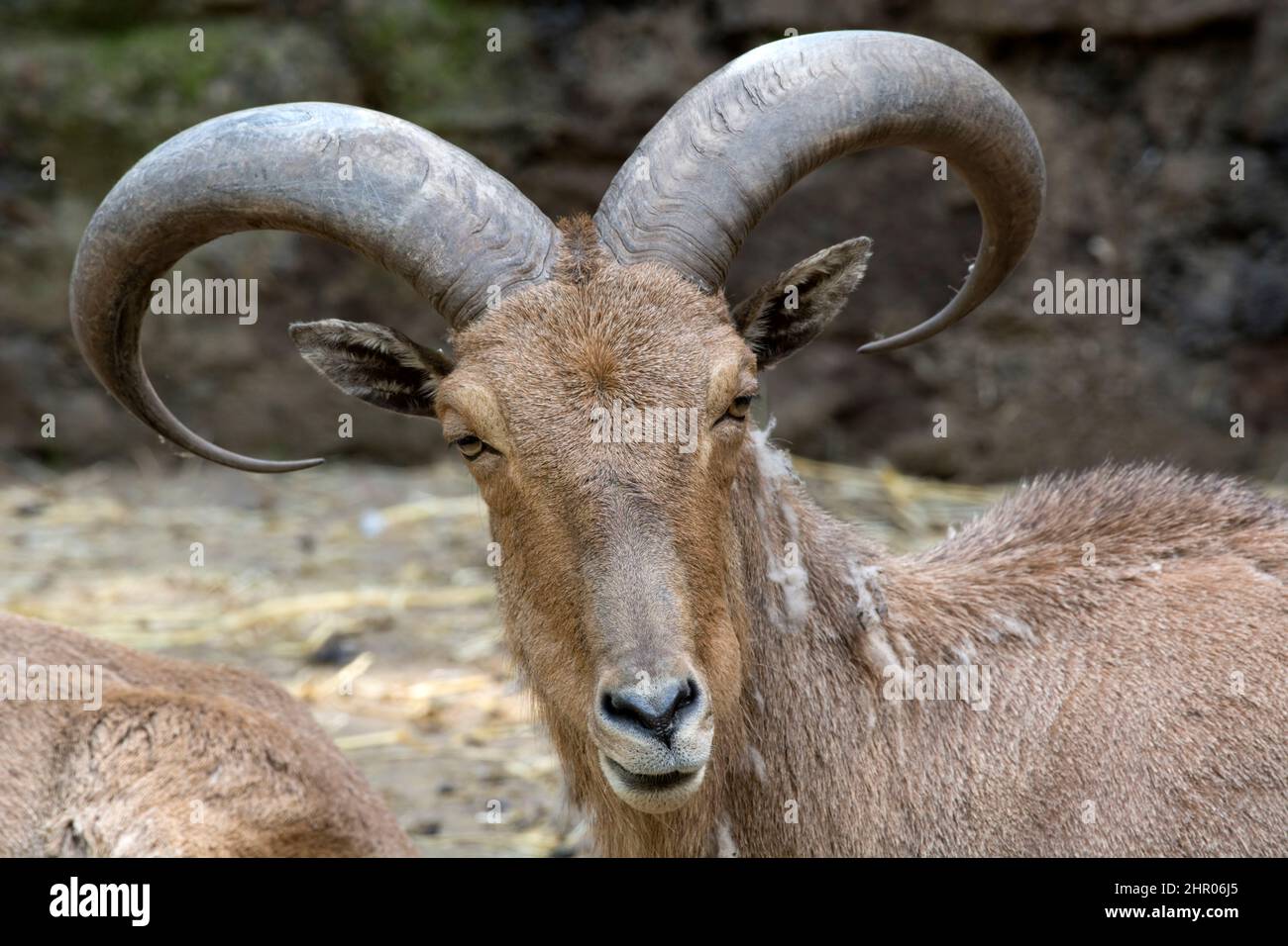 Barbary Sheep head shot Ammotragus lervia Stock Photo - Alamy
