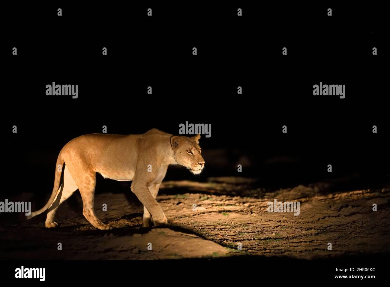Lioness Hunting At Night