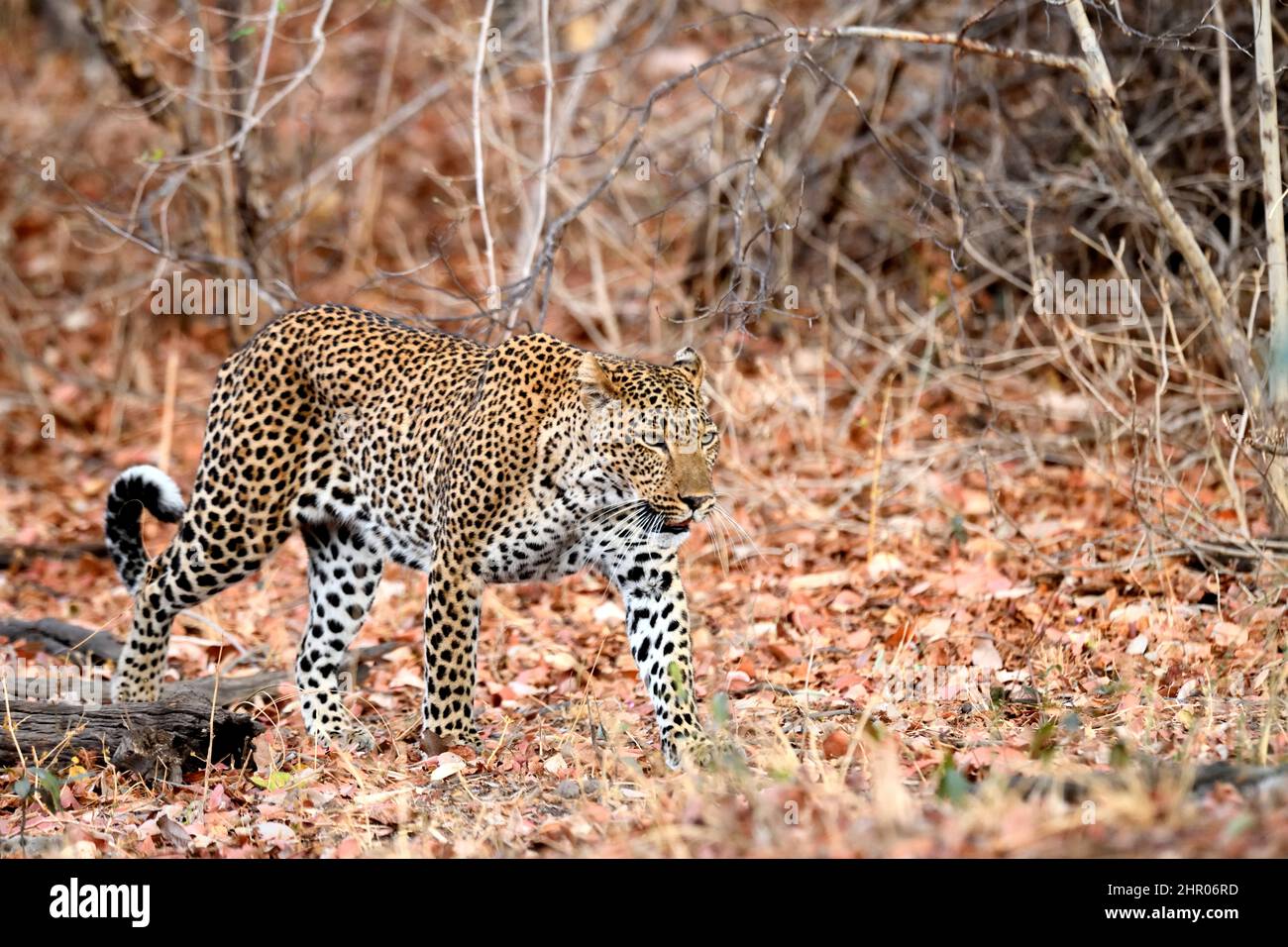 Female leopard (Panthera pardus) exploring her hunting territory. South ...