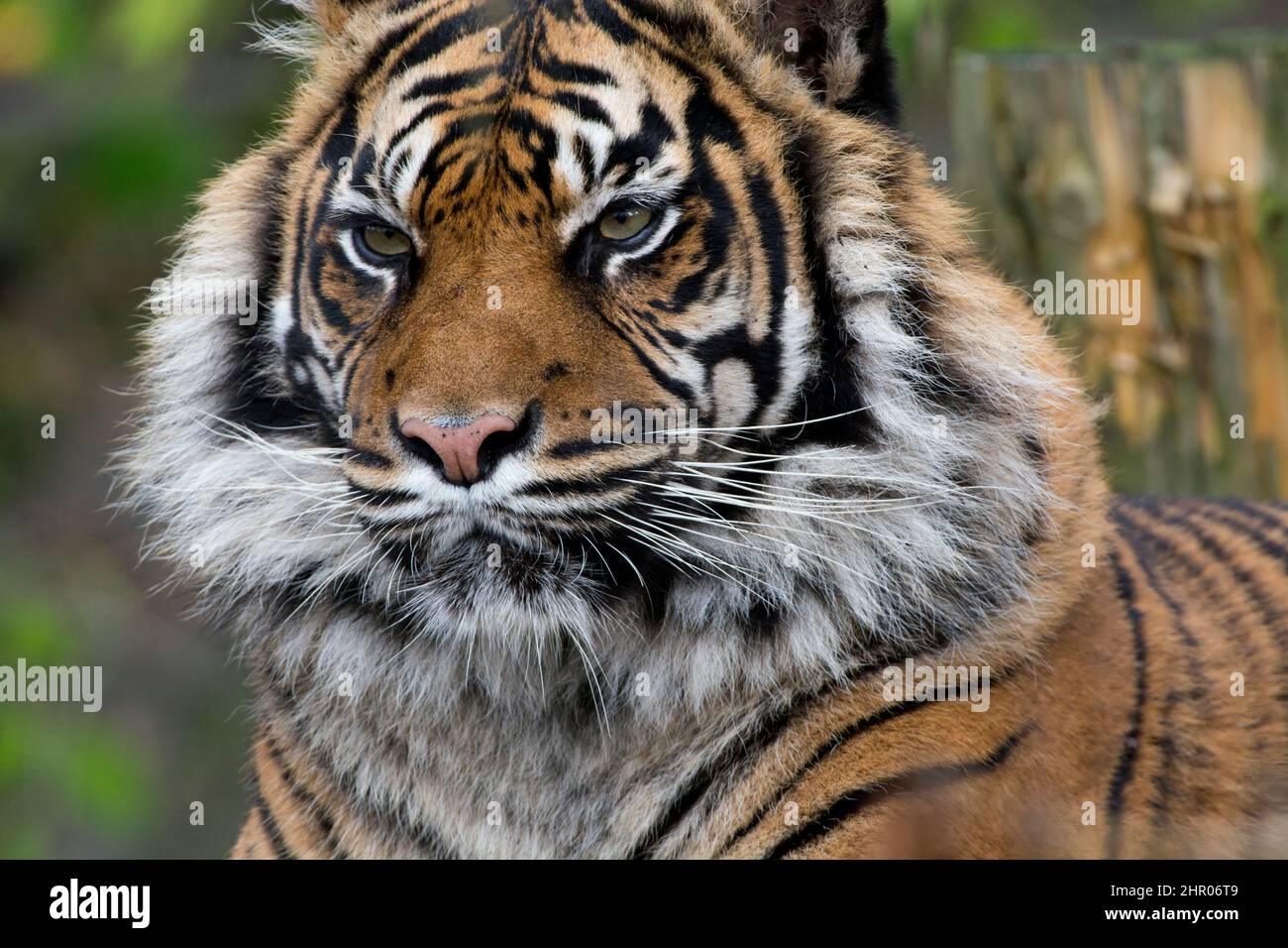 Sunda tiger hi-res stock photography and images - Alamy
