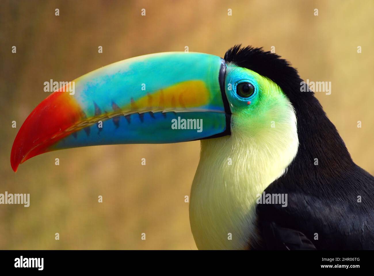 Headshot of a Keel-billed toucan which is the national bird of Belize ...