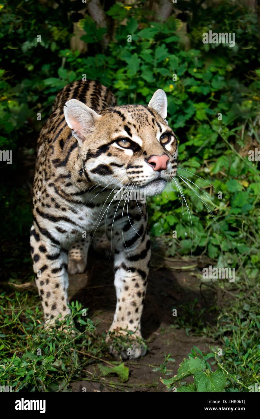 A magnificent Ocelot appears from the bushes of which the Latin name is ...