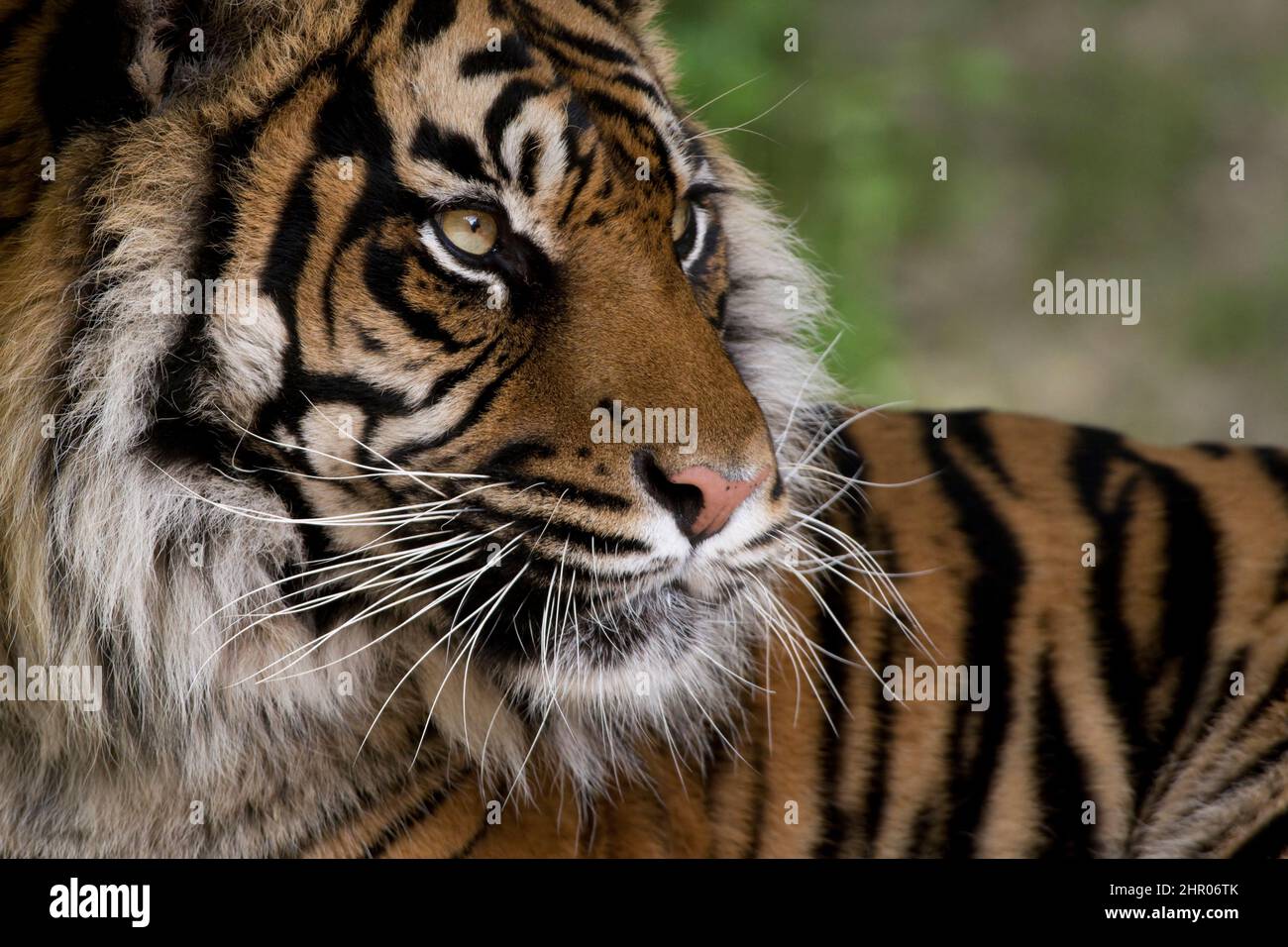 Sunda island tiger hi-res stock photography and images - Alamy