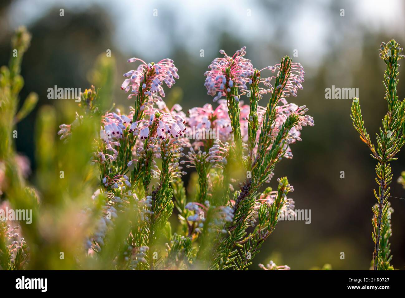 Mediterranean heath (Erica multiflora), Calanques National Park, La ...