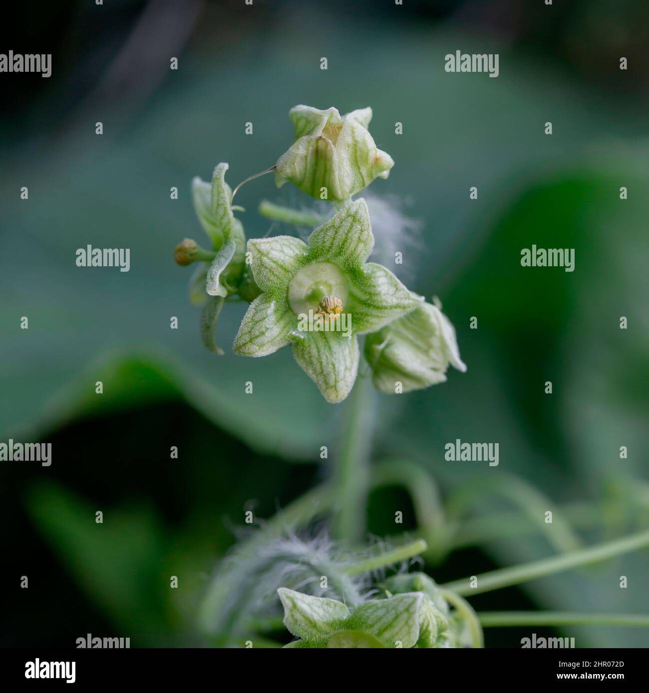 Sicyos angulatus hi-res stock photography and images - Alamy