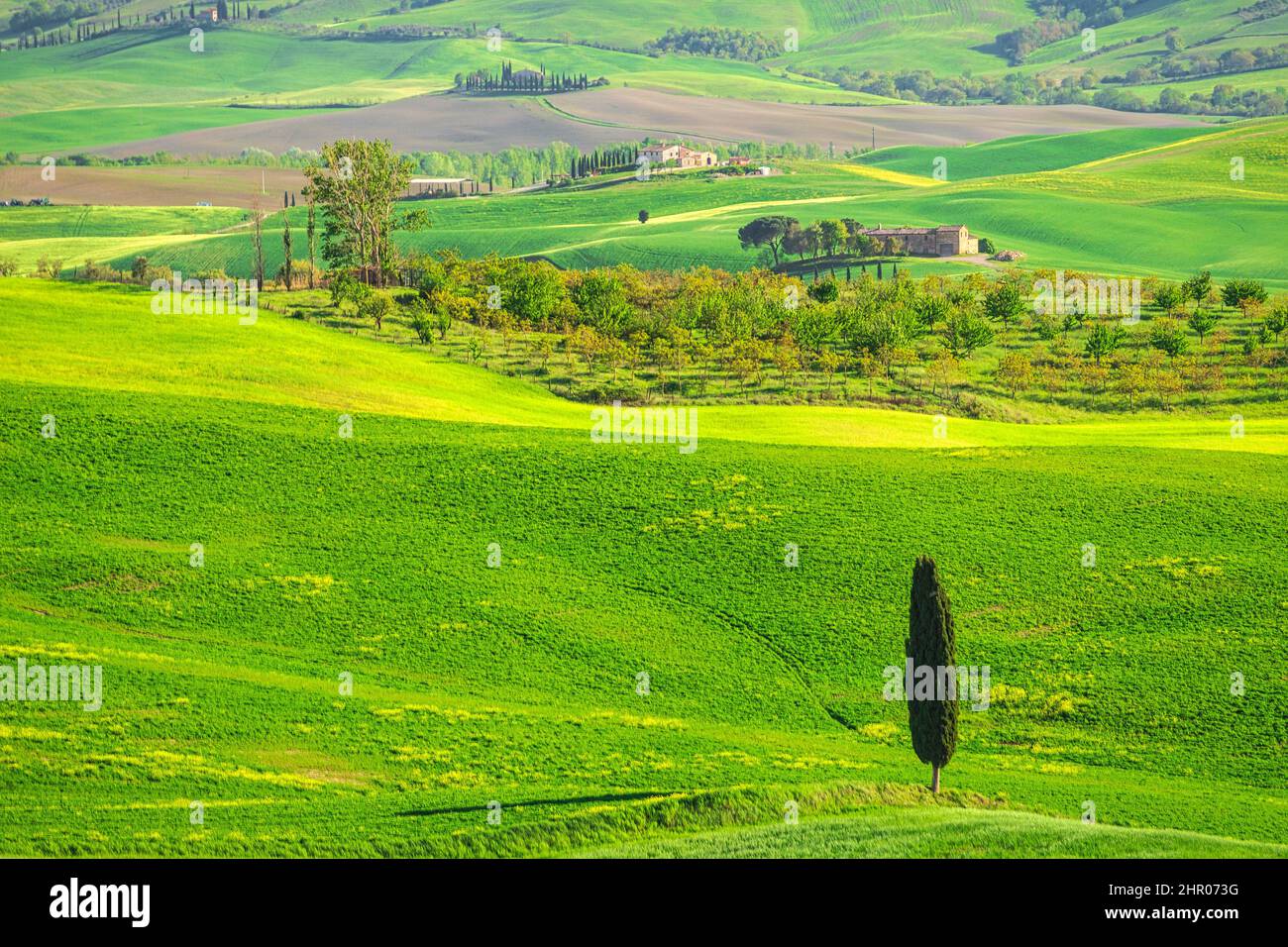 Landscape with a cypresses in Val d'Orcia region of Tuscany in spring ...