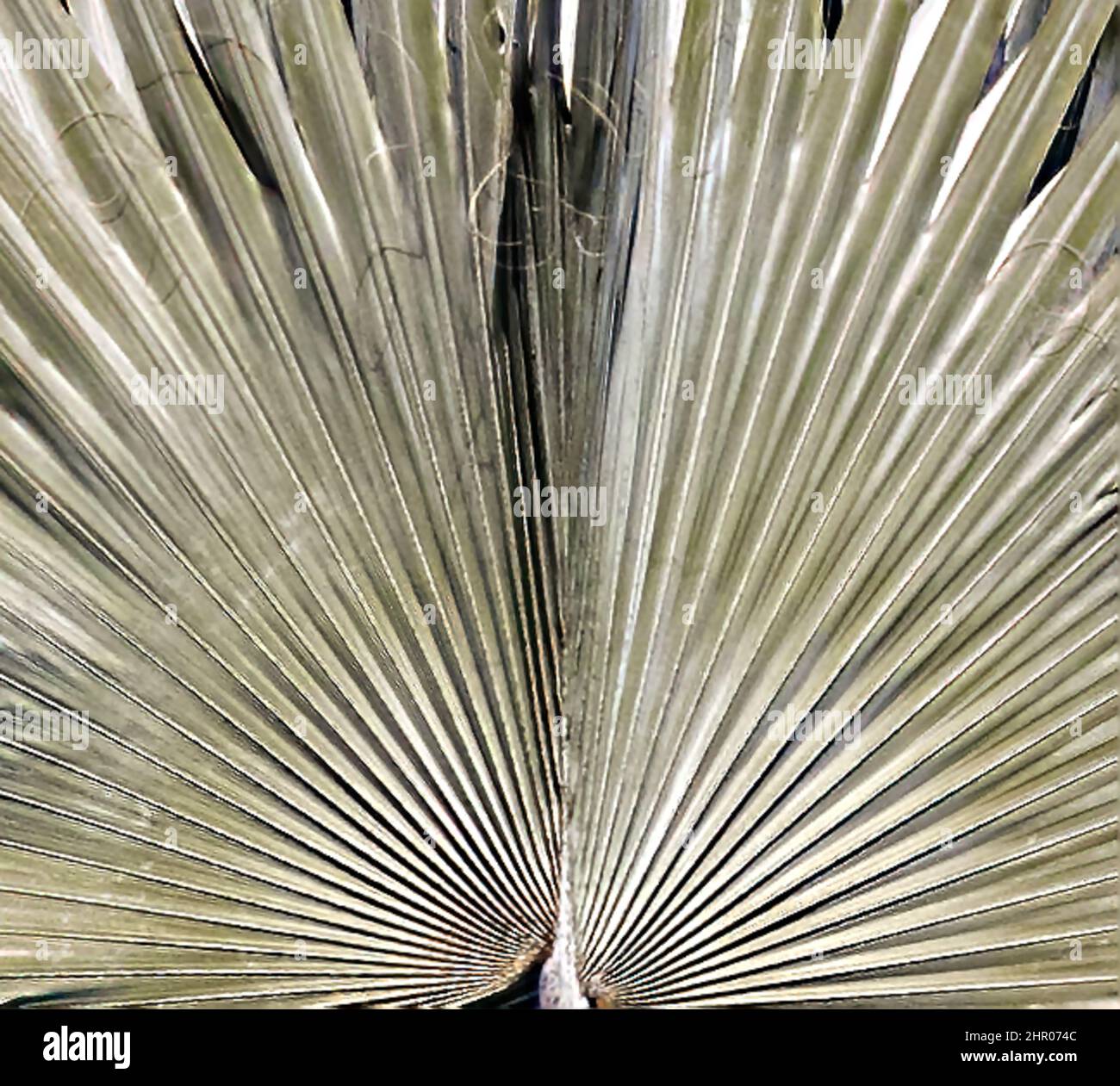 Pam hedge hi-res stock photography and images - Alamy